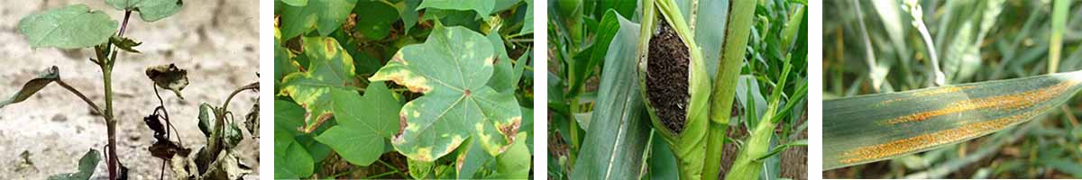 Carboxin - Tianlong Biotechnology